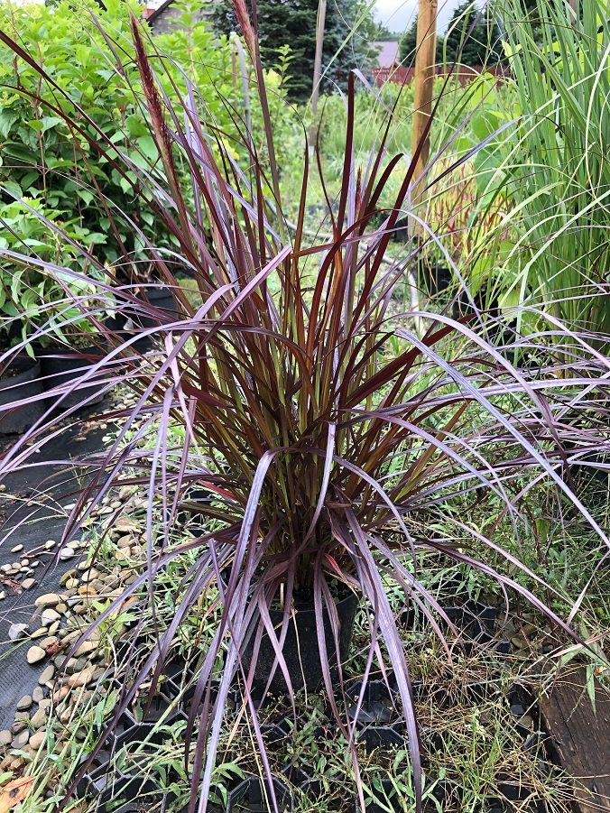 Rozplenica japońska RUBRUM art.1702 - Skarby Ogrodu