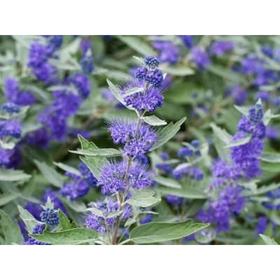 BARBULA KLANDOŃSKA - niebiański błękit w ogrodzie - Skarby Ogrodu