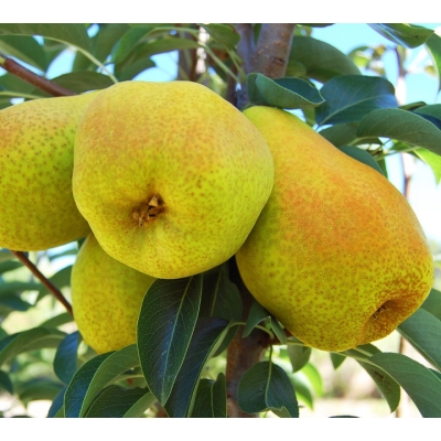 Grusza kolumnowa KLAPSA FAWORYTKA z doniczki - Skarby Ogrodu