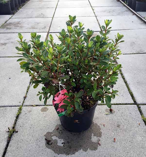 Azalia japońska GEISHA PURPLE fioletowa - Skarby Ogrodu